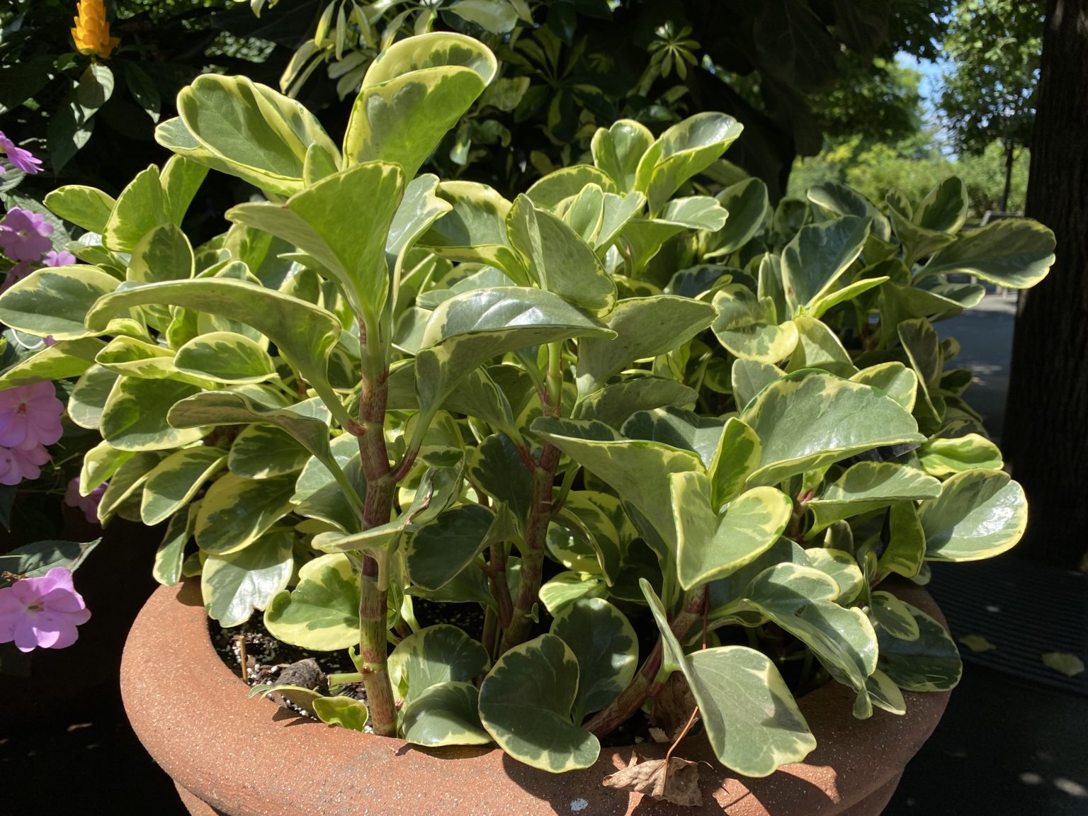 Baby Rubber Plant Care 101: Expert Advice for a Healthy Plant